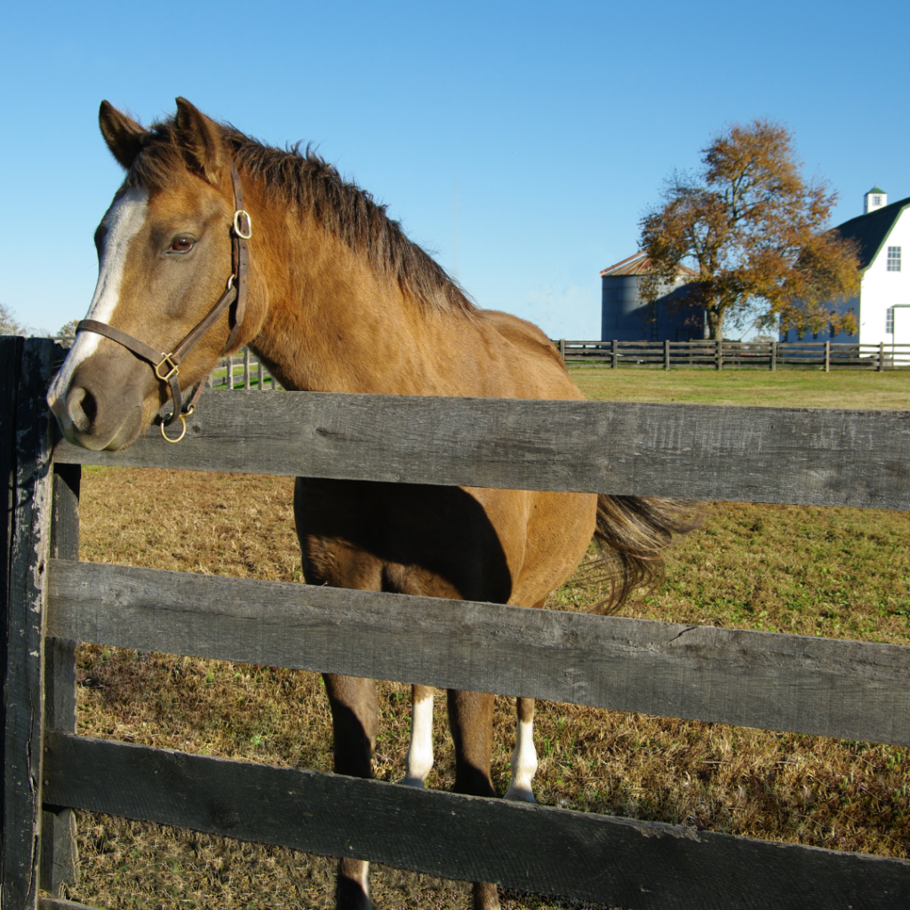 Protect Your Farm Against Animal Theft: Here Are Our Tips - Acuity Risk ...